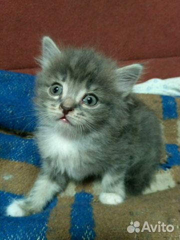 Кошечка 1.5 мес
