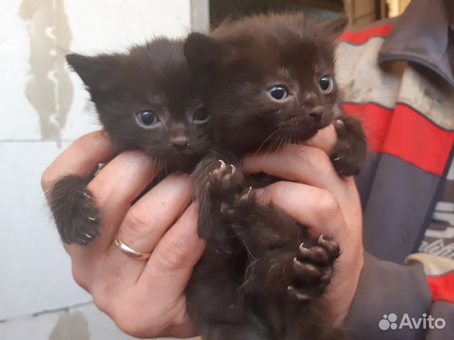 Британские Котята