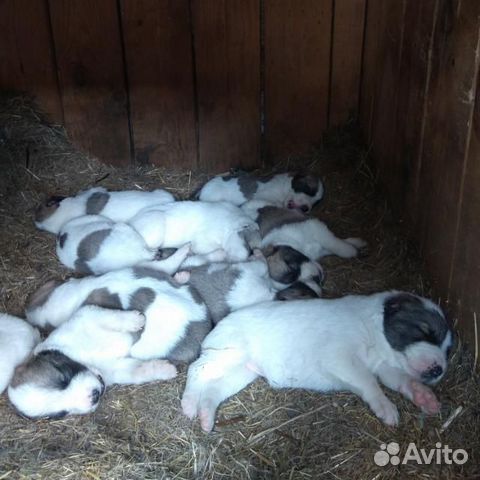 Щенки Алабаи(сао)