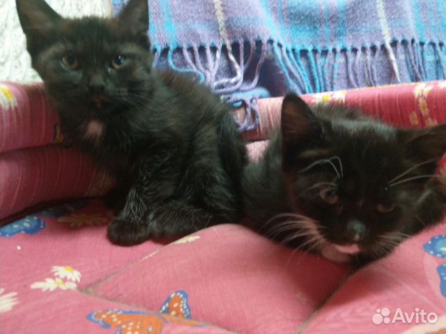 Красивые котята