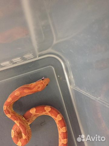 Маисовый полоз