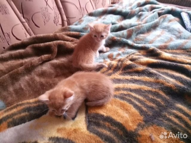 Рыжие котята
