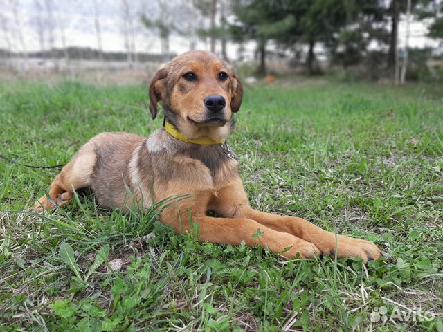 Лиса 6 месяцев ждет хозяина