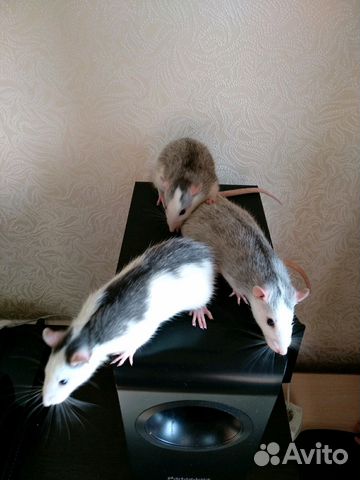 Крыса крысята крыски