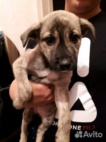 Стаффордширский терьер