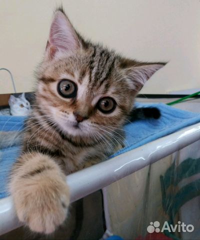 Красочный шотландец мальчик и девочка