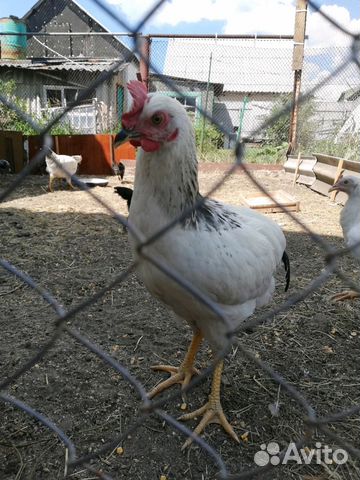 Петух Доминант