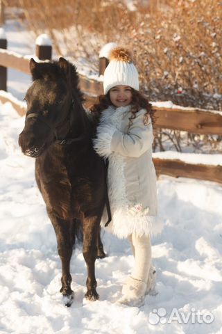 Пони аппалузо/обмен