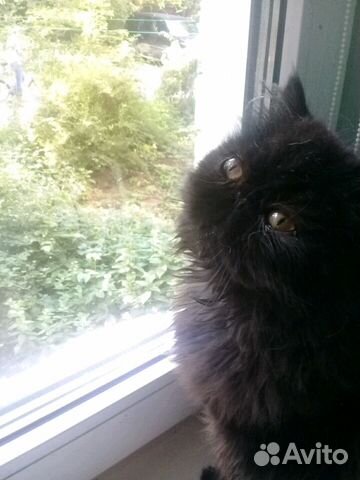 Длинношерстный экзот