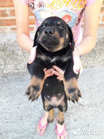 Помесь Таксы с Пикенесом