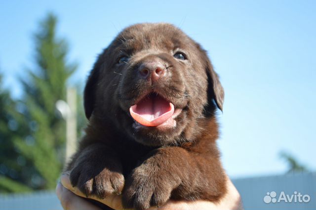 Шоколадный щенок лабрадора 1