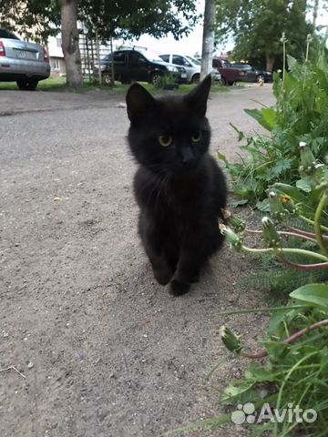 Чёрный подросток девочка кошка в добрые руки