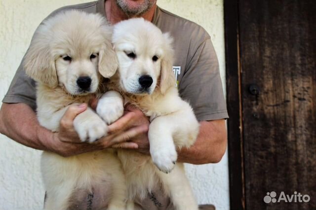 Щенки Золотого ретривера