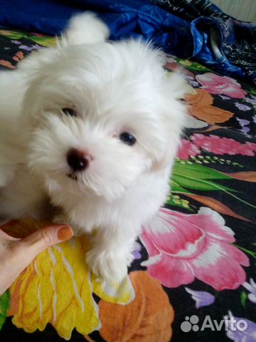 Мальчик мальтезе