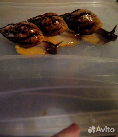 Улитка Ахатина ретикулята(черноголовая)