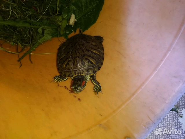 Красноухая черепаха