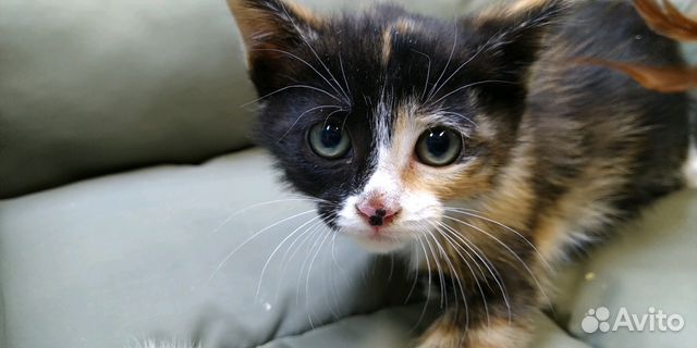 Диана котенок девочка 2 месяца