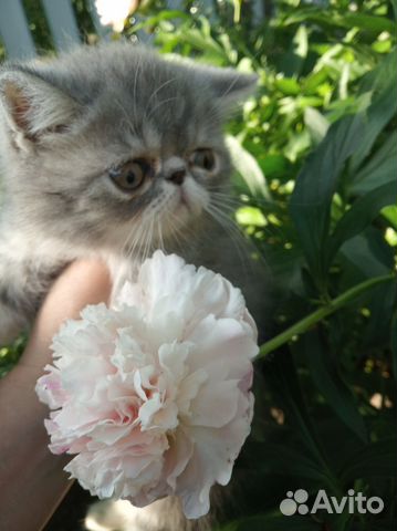 Экзотическая кошечка