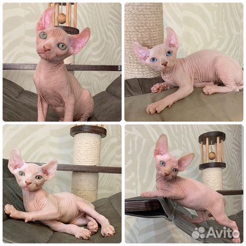 Малыши Эльфы и Канадский сфинкс