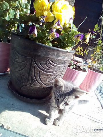 Серенький полосатик ищет дом