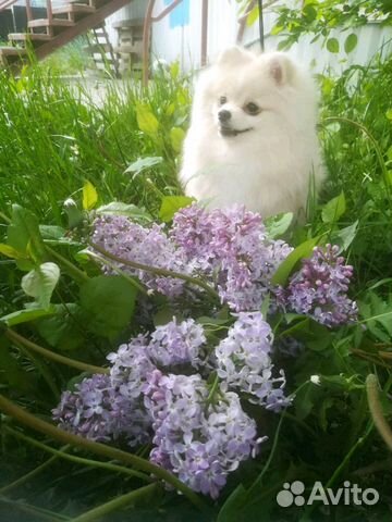 Померанский шпиц