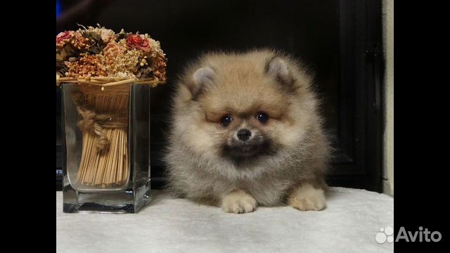 Щпиц померанский-девочка 2.5мес