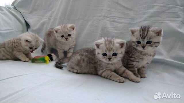 Шотландские малыши