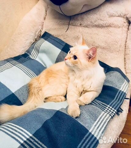 Отдам в хорошие руки Кот Персей