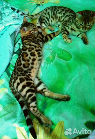 Бенгальские котята, кошки, расформирование питомни