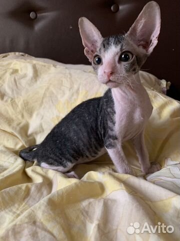 Котёнок