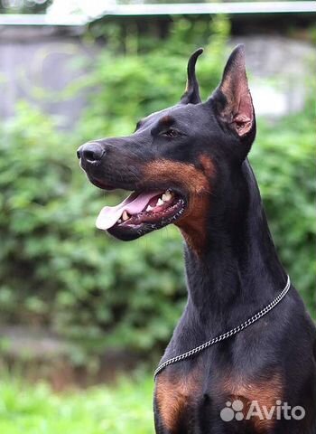 Алиментный щенок добермана