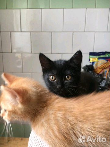 Котята