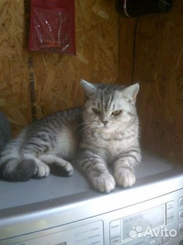 Отдадим красивую кошечку шотландку