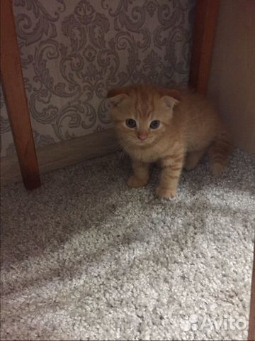 Британские котята