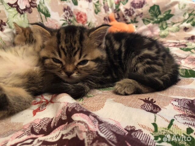 Котята британцы