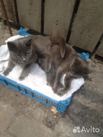 Кошечка 4 месяца