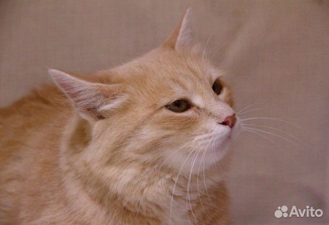 Персиковая кошечка Лора