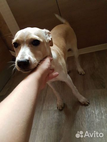 Щенок 3 месяца