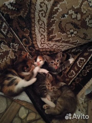 Отдаю в добрые руки
