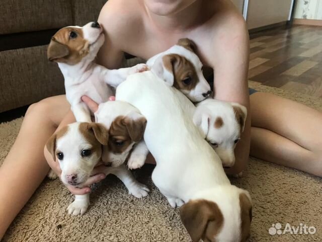 Джек Рассел терьер