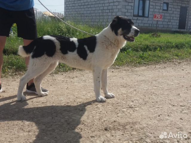 Подрощенные щенки сао