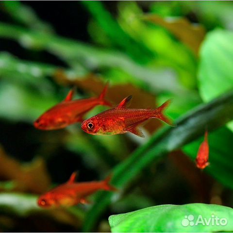 Hyphessobrycon amandae