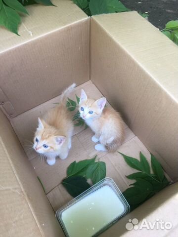 Рыжие котята хотят найти себе дом