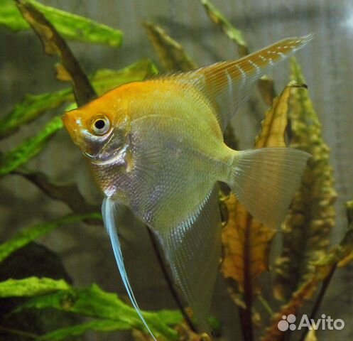 Рыбки отдам