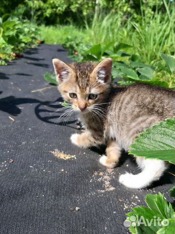Котенок мальчик Фрукт