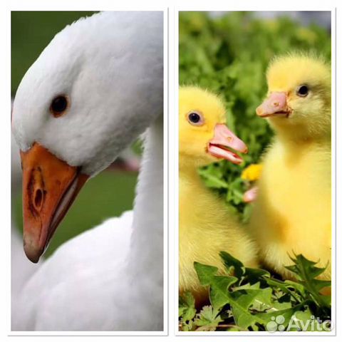 Гусята, бройлеры, индоутята, индюшата