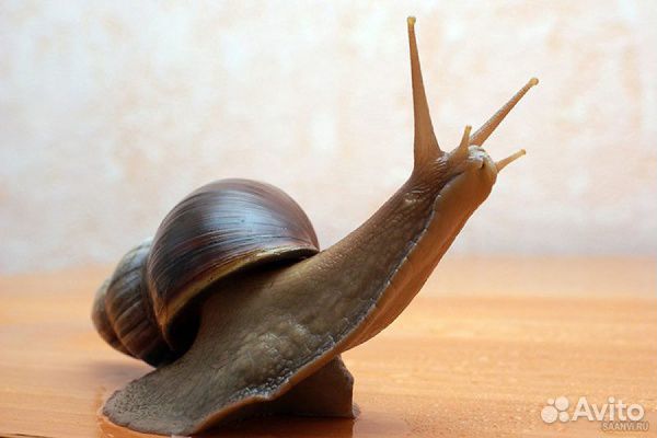 Улитка ахатина