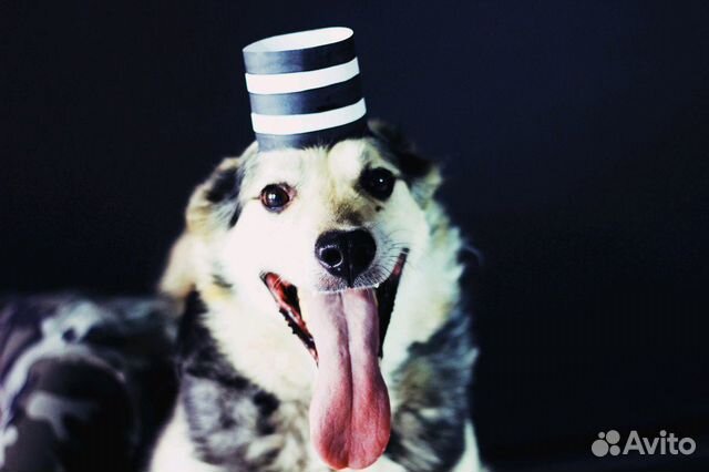 Весельчак Рони в дар