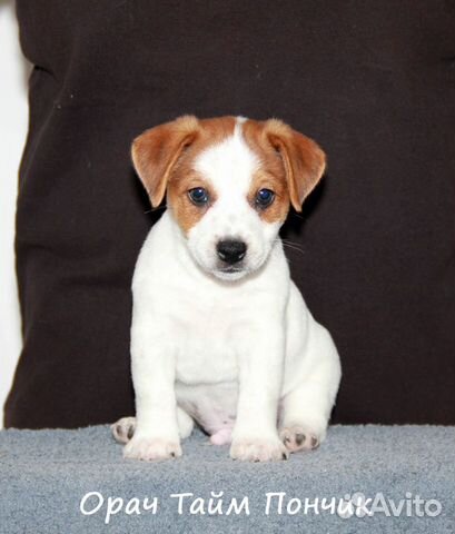 Мальчик джек-рассел-терьера "Пончик"