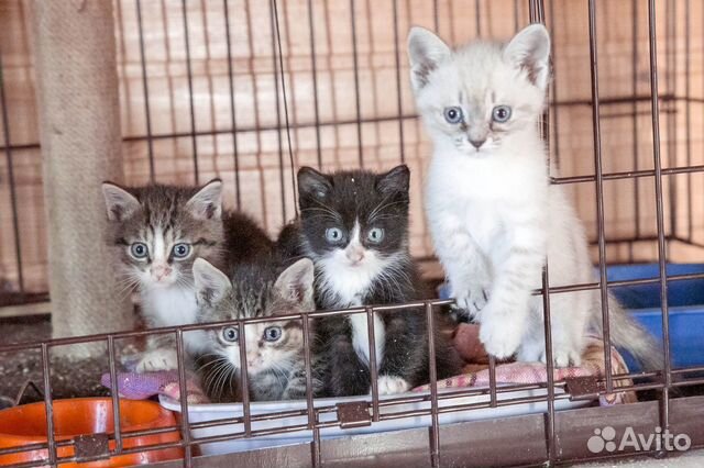 Котята мальчишки и девчонки. Привезем бесплатно